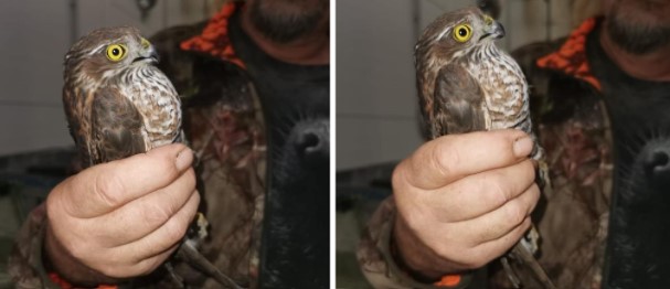 Úspěšný odchyt ptactva v našem skladě - Nitto Denko Czech s.r.o.